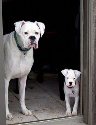 14 Gorgeous White Boxers That Will Melt Your Heart - Page 2 of 3 - PetPress
