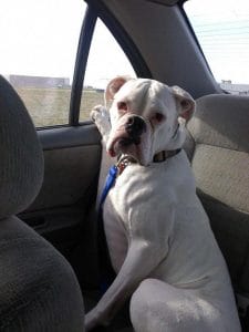 14 Gorgeous White Boxers That Will Melt Your Heart - Page 2 of 3 - PetPress