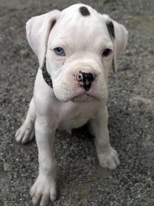 14 Gorgeous White Boxers That Will Melt Your Heart - Page 3 of 3 - PetPress