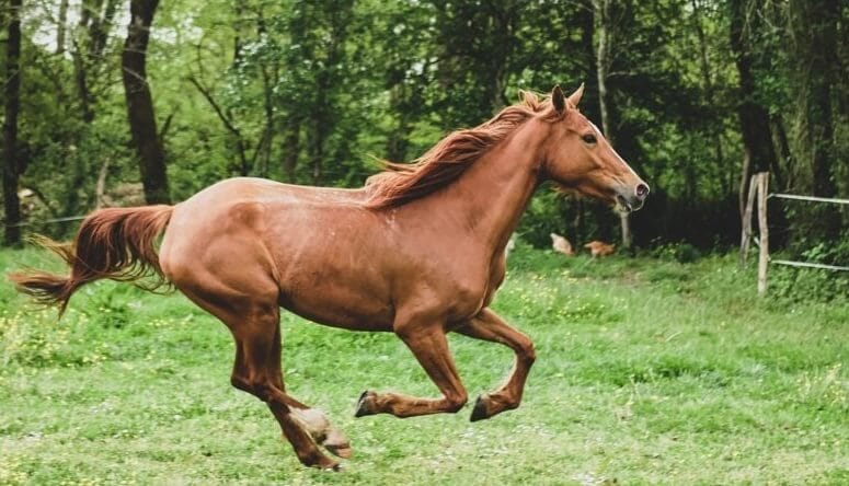 Brown Horse Names: 60+ Best Names For Brown Horses - PetPress
