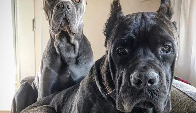 14 Surprising Facts About Cani Corsi You Need to Know - PetPress