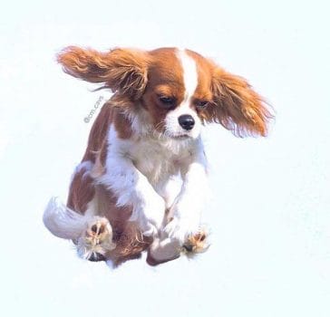 14 Photos Of Cavalier King Charles Spaniels That Will Make Your Day ...