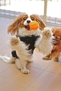 14 Photos Of Cavalier King Charles Spaniels That Will Make Your Day ...