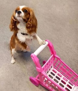 14 Photos Of Cavalier King Charles Spaniels That Will Make Your Day ...