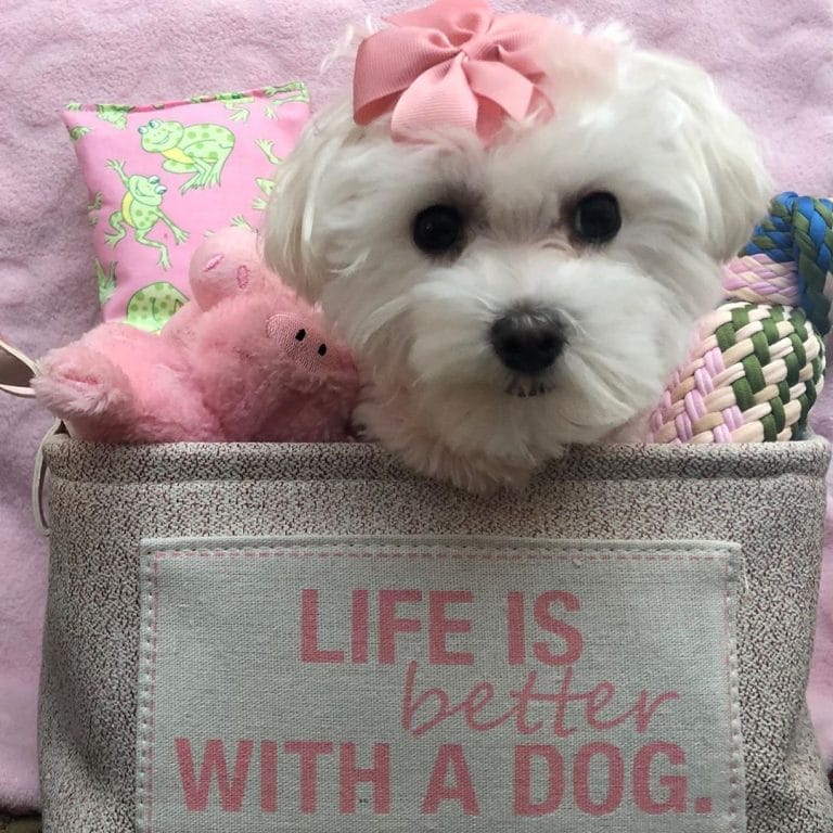 14 Reasons To Adore Maltese Dogs - PetPress