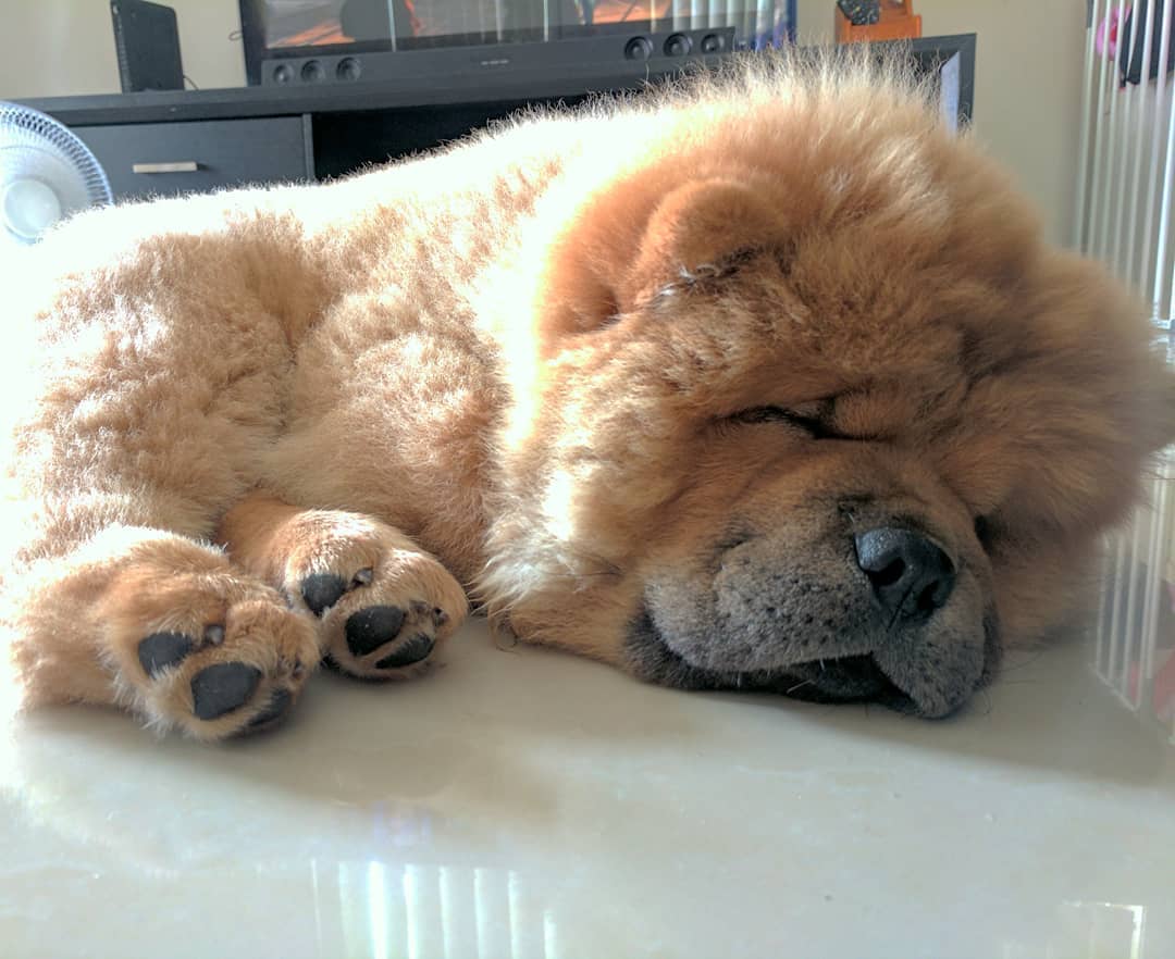 14 Fluffy Facts About Chow Chows - PetPress