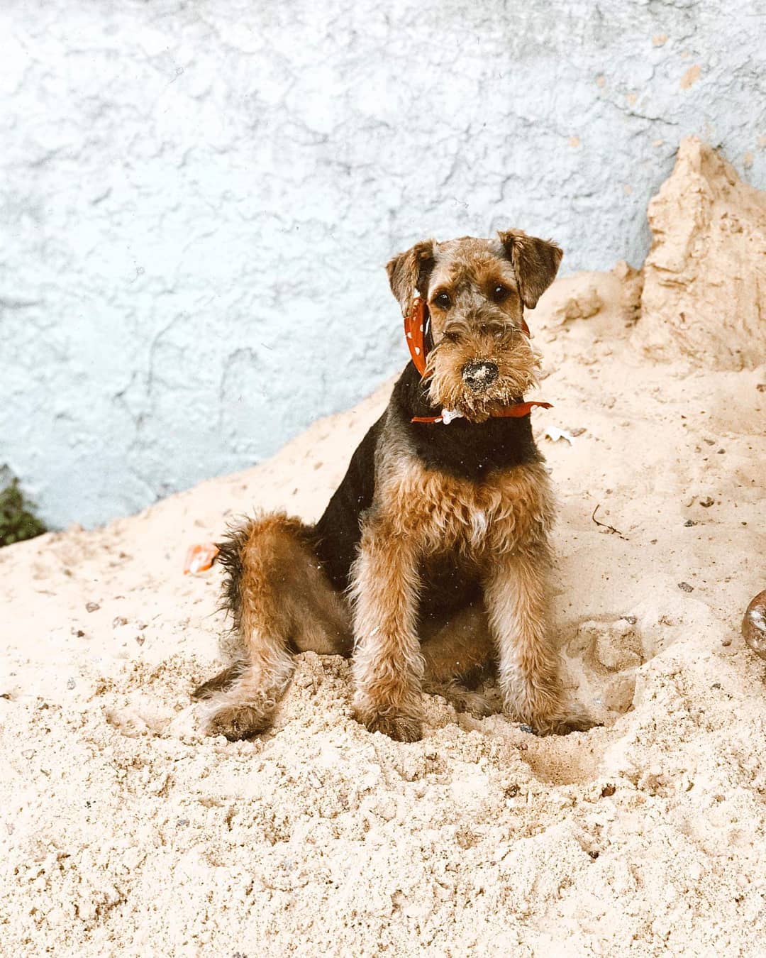 14 Incredible Reasons To Love Airedale Terriers - Page 2 of 4 - PetPress