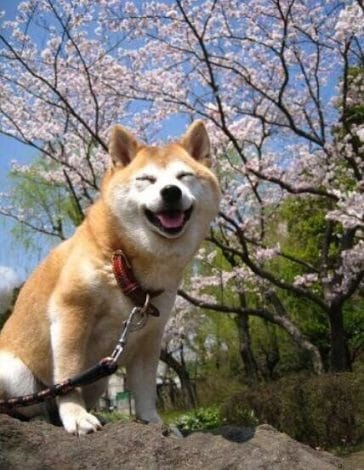 14 Amazing Pictures Of Smiling Shiba Inu - PetPress