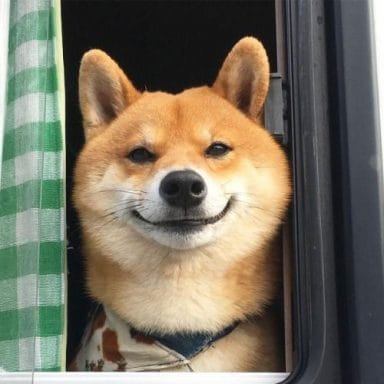 14 Amazing Pictures Of Smiling Shiba Inu - PetPress