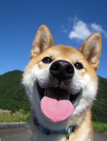 14 Amazing Pictures Of Smiling Shiba Inu - PetPress