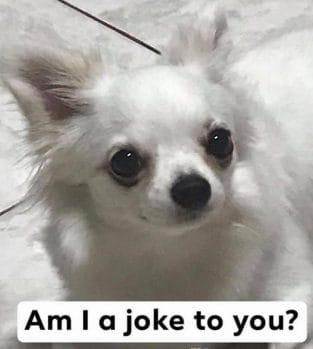 14 Funny Chihuahua Memes That Will Make You Laugh! - PetPress