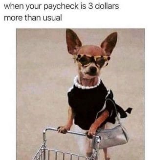 The 14 Funniest Chihuahua Memes of the Week! - Page 3 of 3 - PetPress
