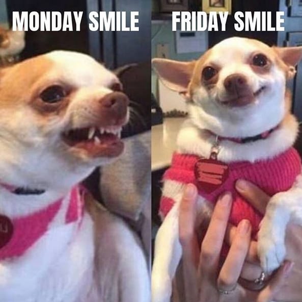 14 Funny Chihuahua Memes That Will Make You Laugh! - Page 2 of 3 - PetPress