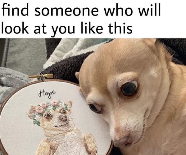 The 14 Funniest Chihuahua Memes of the Week! - Page 2 of 3 - PetPress