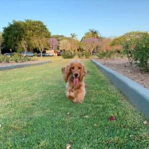 14 Facts About English Cocker Spaniels - PetPress