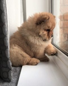14 Cute Photos of Chow Chow Puppies - PetPress