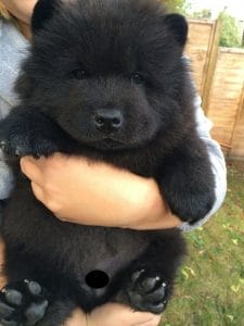 14 Cute Pictures Of Black Chow Chows That Will Make Your Mouth Smile ...