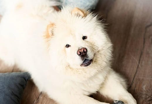 15 Things Every Chow Chow Owner Should Follow