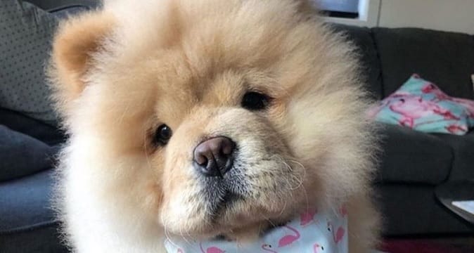 14 Lovely Pictures Of Chow Chows To Make You Fall In Love With Them - PetPress