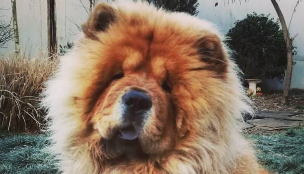 14 Top Photos Of Cheerful Chow Chows - PetPress