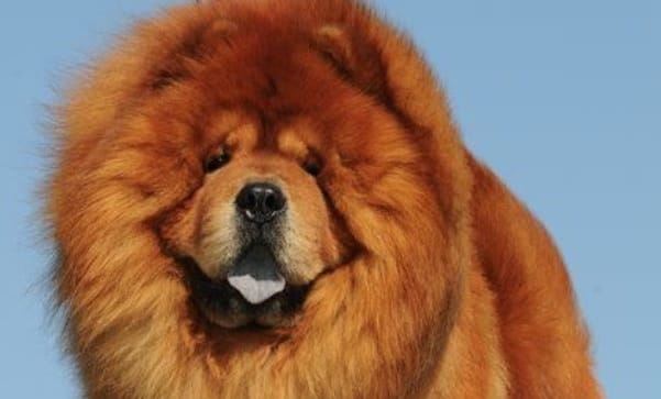 14 Interesting Facts Of Chow Chows That You Don't Know - Page 2 of 4 ...
