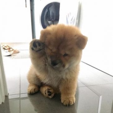 14 Cute Photos of Chow Chow Puppies - PetPress