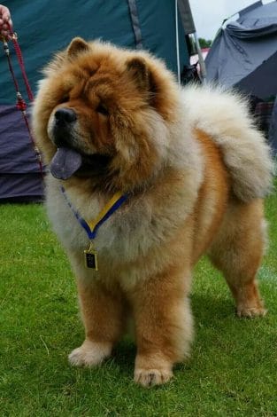 14 Interesting Facts Of Chow Chows That You Don't Know - PetPress