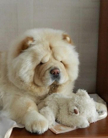 14 Reasons To Love Chow Chows - Page 2 of 4 - PetPress