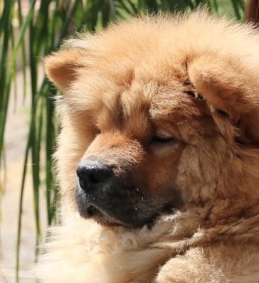 14 Interesting Facts Of Chow Chows That You Don't Know - Page 2 of 4 ...