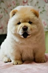 14 Reasons To Love Chow Chows - PetPress