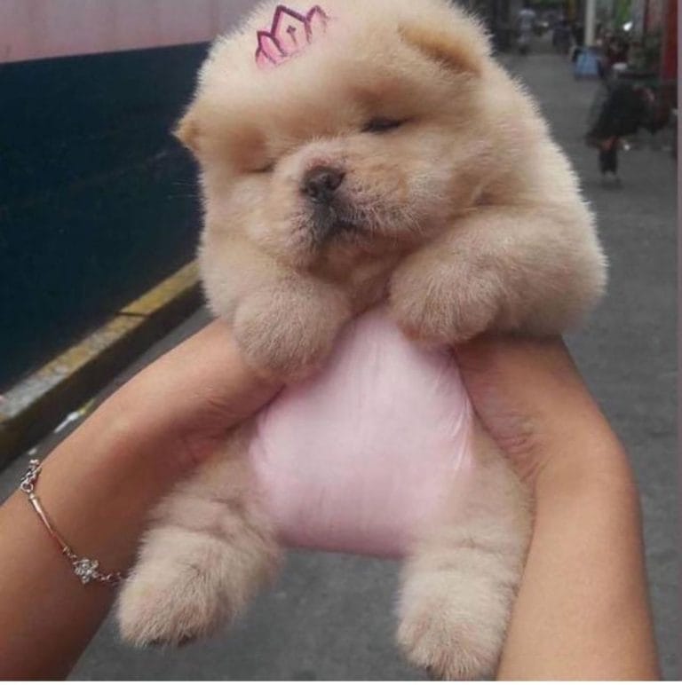14 Lovely Pictures Of Chow Chows To Make You Fall In Love With Them - PetPress