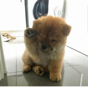 14 Top Photos Of Cheerful Chow Chows - PetPress