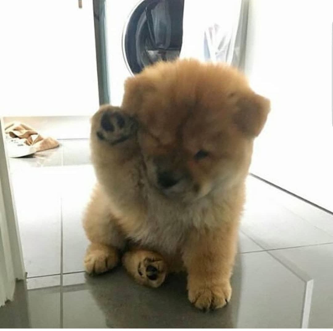 14 Top Photos Of Cheerful Chow Chows - PetPress