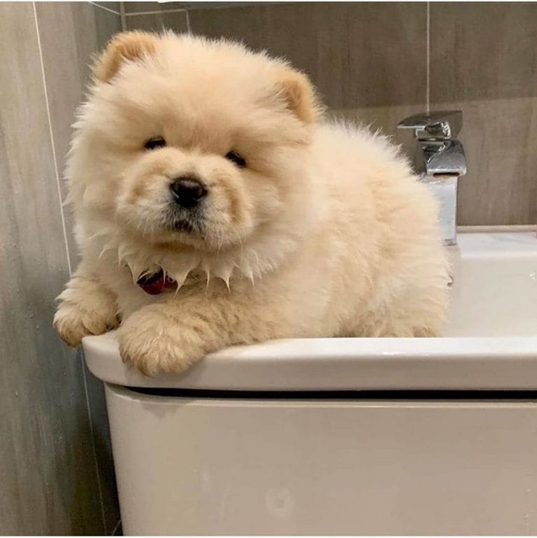 14 Lovely Pictures Of Chow Chows To Make You Fall In Love With Them - PetPress