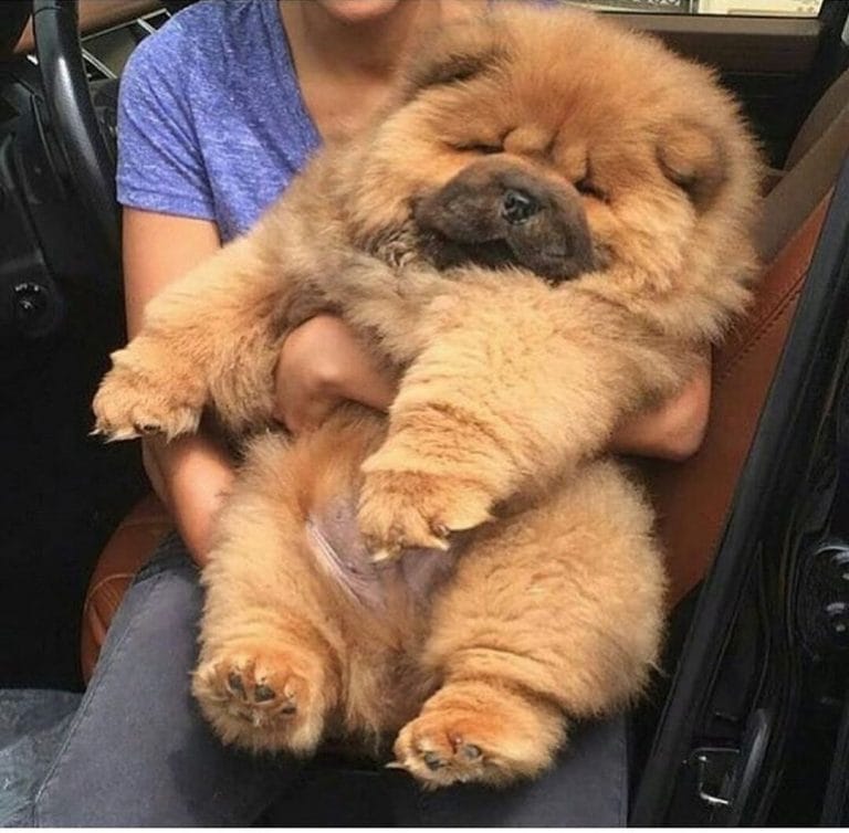 14 Lovely Pictures Of Chow Chows To Make You Fall In Love With Them - Page 2 of 3 - PetPress
