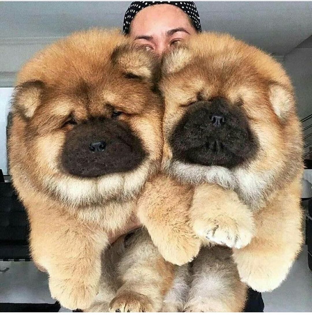 14 Lovely Pictures Of Chow Chows To Make You Fall In Love With Them ...