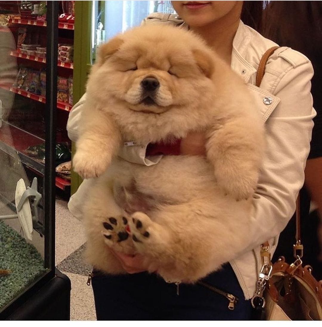 14 Lovely Pictures Of Chow Chows To Make You Fall In Love With Them ...
