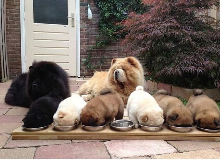 14 Pictures That Proving Chow Chows Are The Happiest Dogs In The World ...