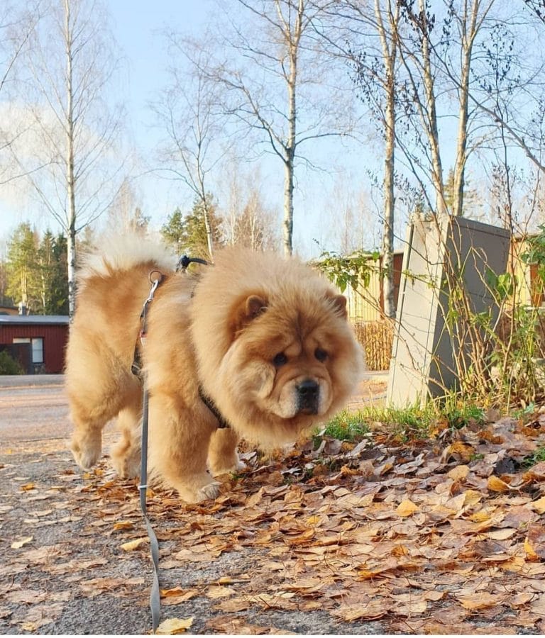 14 Funny Chow Chow Pictures That Will Make Your Day Happy - PetPress