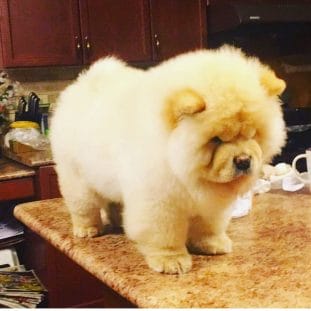 14 Top Photos Of Cheerful Chow Chows - PetPress