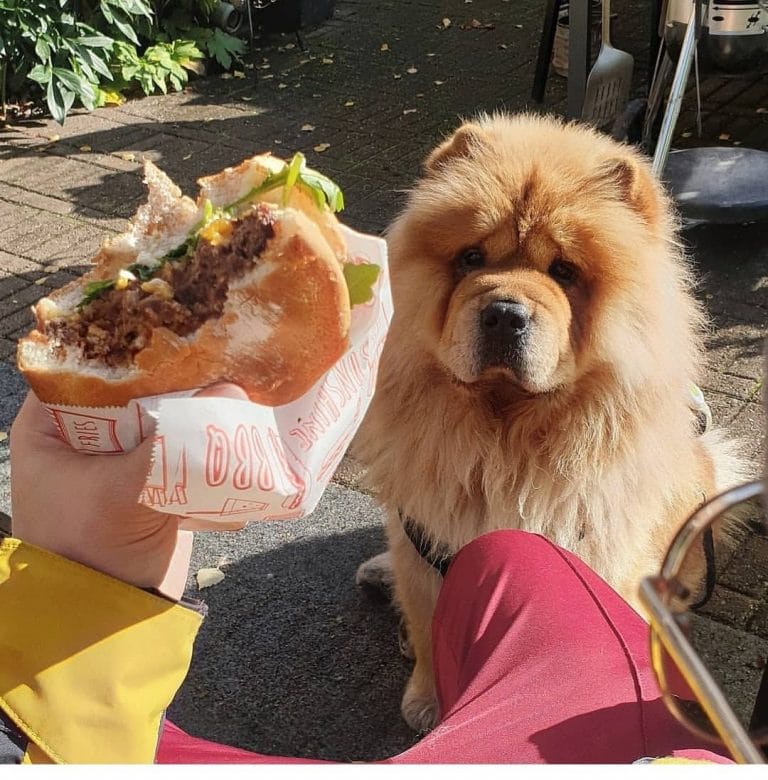 14 Funny Chow Chow Pictures That Will Make Your Day Happy - Page 2 of 3 ...