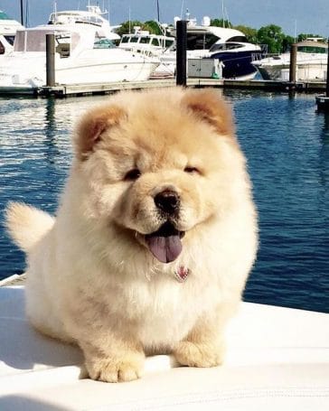 15 Things To Know About Chow Chows - PetPress
