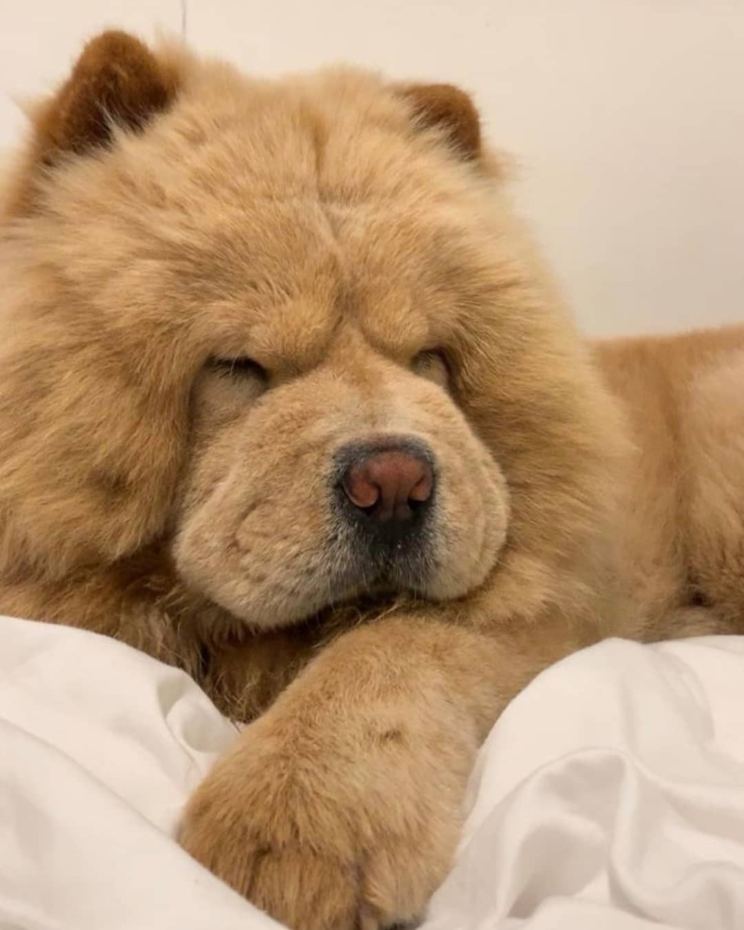 14 Fluffy Facts About Chow Chows - PetPress