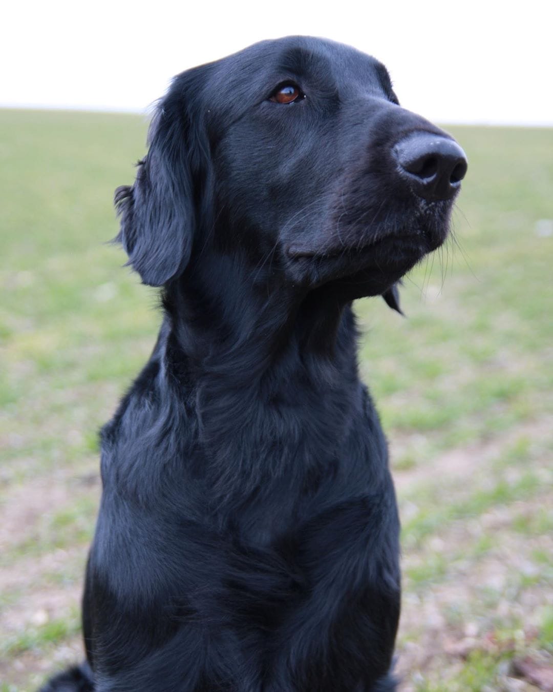 14 Things To Know About Flat-Coated Retrievers - PetPress