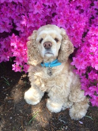 14 Amazing Cocker Spaniel Photos That You'll Be Reviewing Over And Over ...