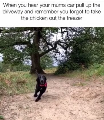 14 Funny Cocker Spaniel Memes That Will Make You Smile! - Page 2 of 3 ...