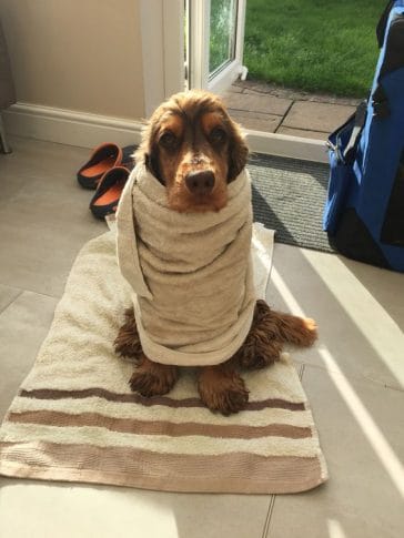 15 Charming And Funny Photos Of Cocker Spaniels - Page 2 of 4 - PetPress