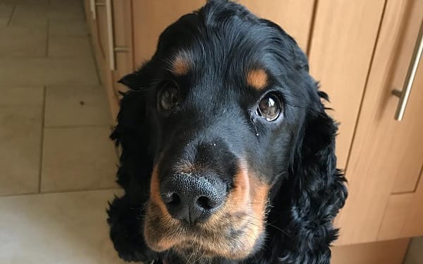 14 Funny Pics Of Cocker Spaniels - PetPress
