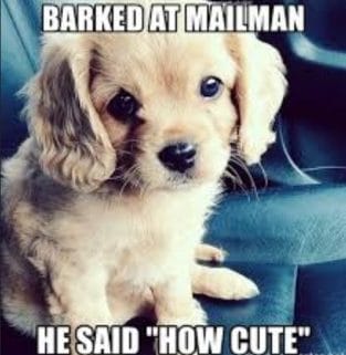 14 Funny Cocker Spaniel Memes That Will Make You Smile! - PetPress
