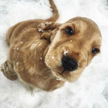 15 Charming And Funny Photos Of Cocker Spaniels - PetPress